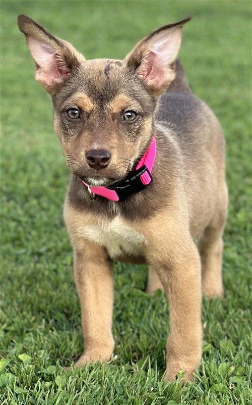 Adoptable Shepherd Dogs | Chewy.com