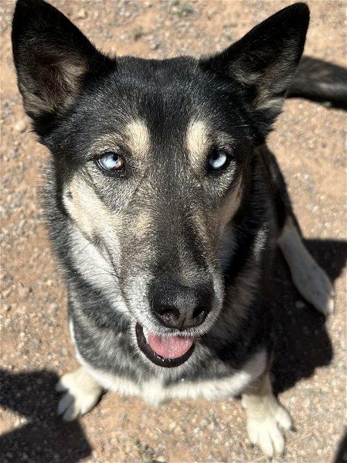 Adoptable Dogs & Puppies in Albuquerque, NM | Chewy.com