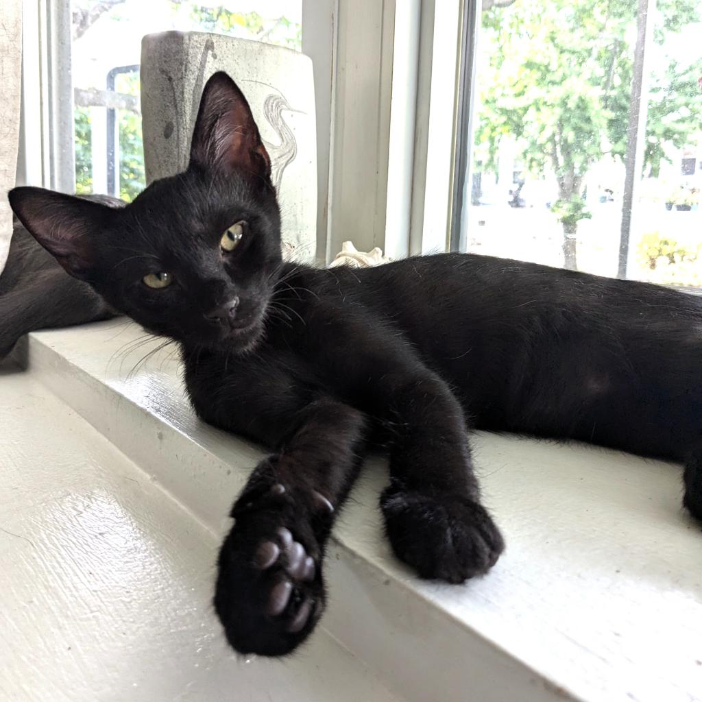 Adopt Cats & Kittens | Chewy.com