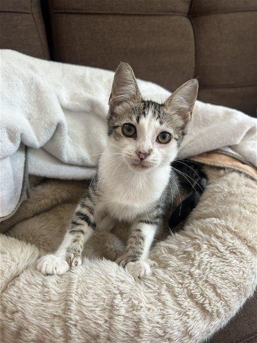 Adoptable Cats & Kittens in Philadelphia, PA | Chewy.com