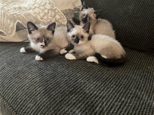 Adoptable Cats & Kittens in Reno, NV | Chewy.com