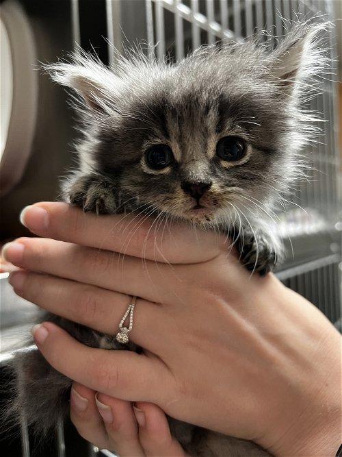 Adoptable Domestic Long Hair Cats | Chewy.com