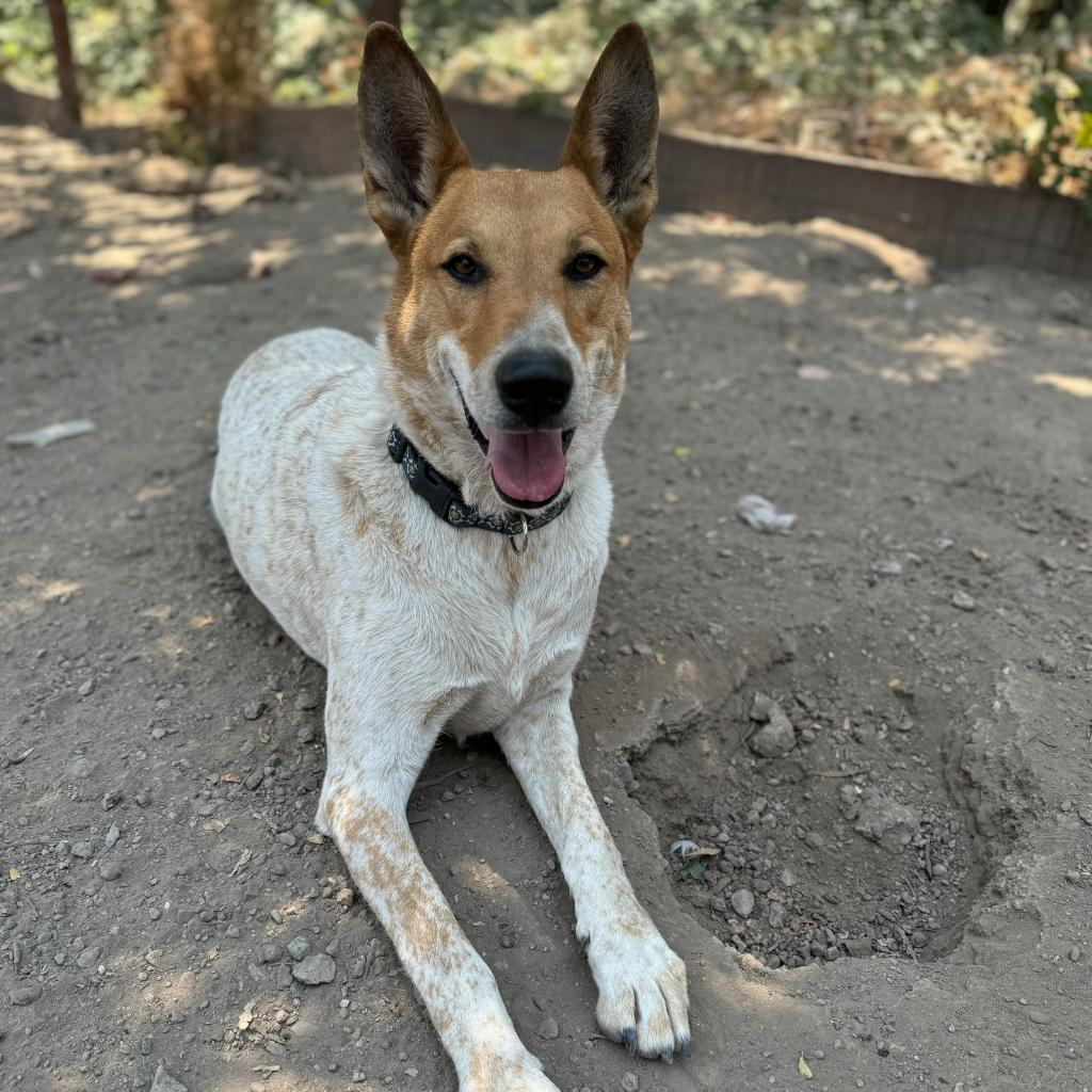 Adoptable Queensland Heeler Dogs | Chewy.com