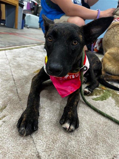 Adoptable Dutch Shepherd Dogs | Chewy.com