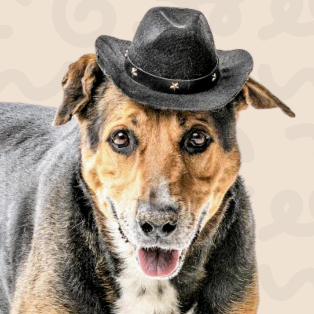 Adoptable Dogs & Puppies in Reno, NV | Chewy.com