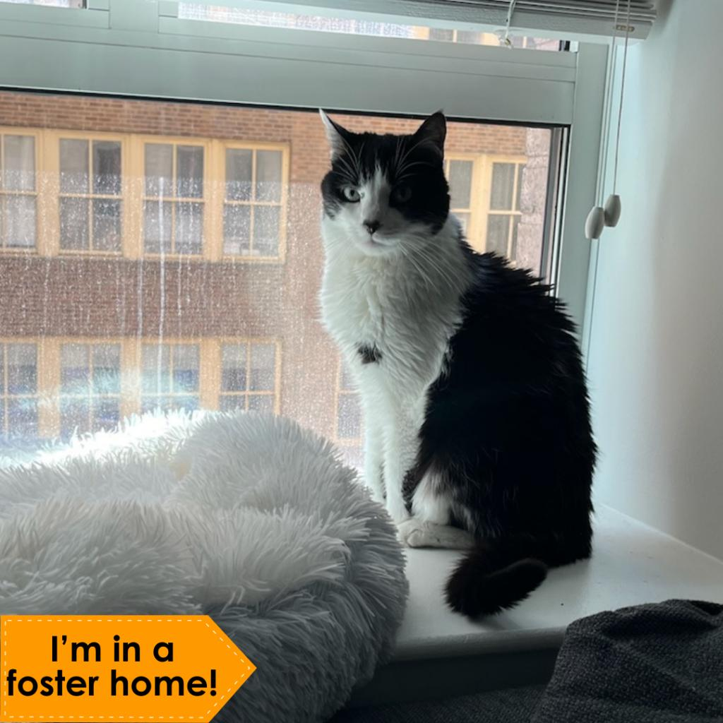 Adoptable Cats & Kittens in Philadelphia, PA | Chewy.com