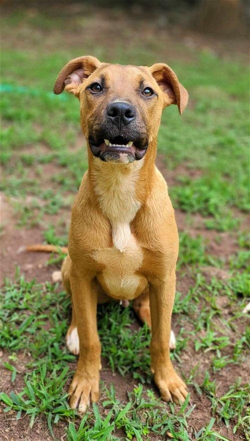 Adoptable Dogs & Puppies in Asheville, NC | Chewy.com