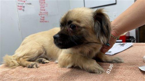 Adoptable Pekingese Dogs | Chewy.com