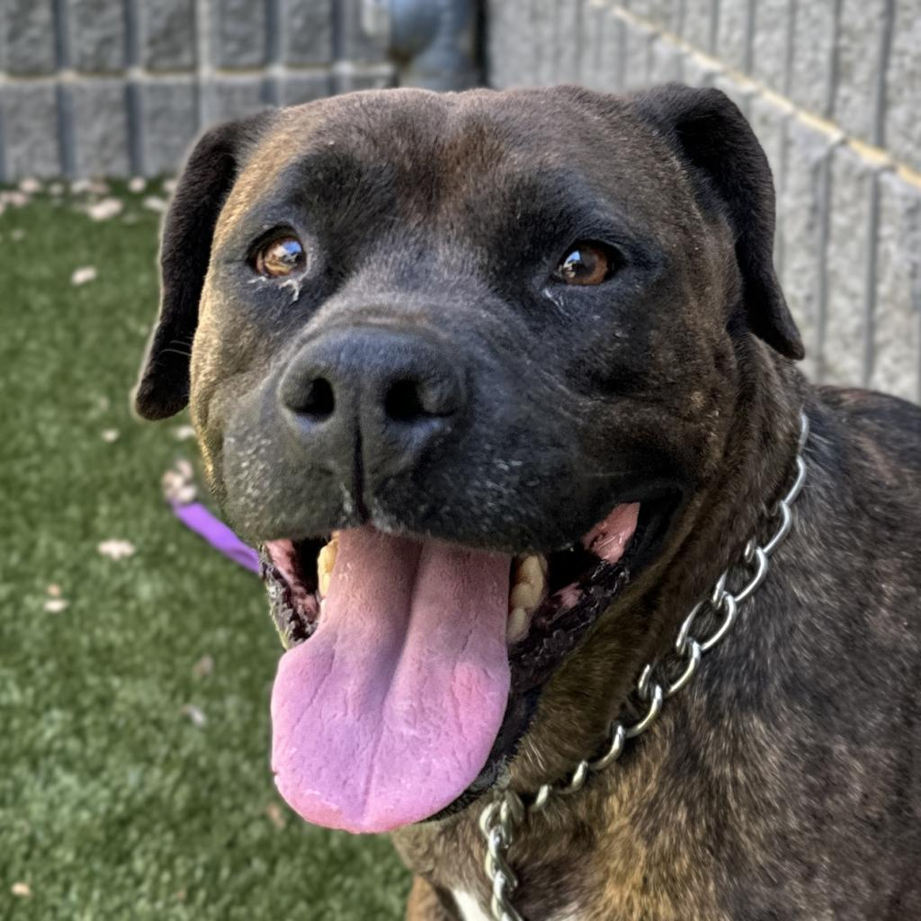 Adopt Dogs & Puppies | Chewy.com