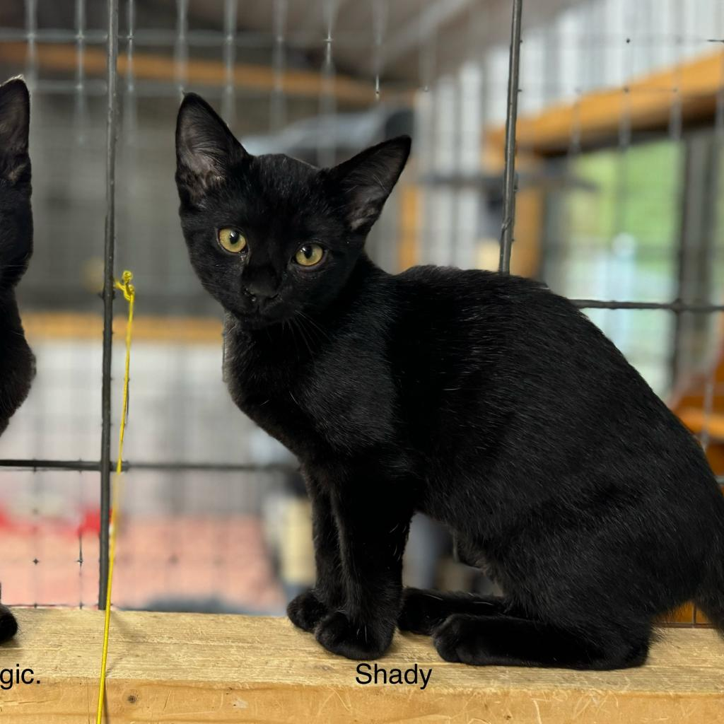 Adoptable Cats & Kittens in Jackson, TN | Chewy.com