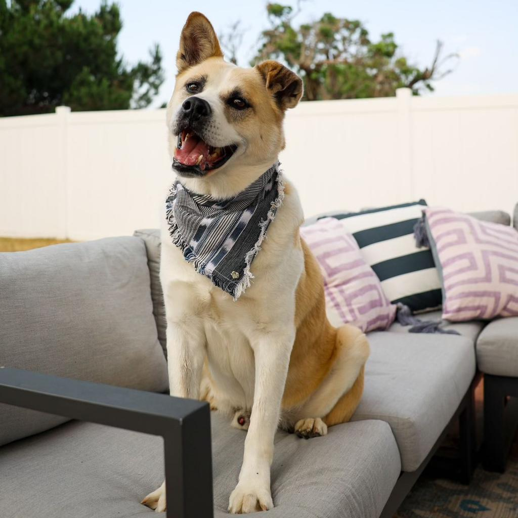 Adoptable Akita Dogs | Chewy.com