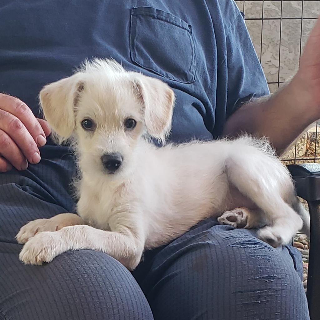 Adoptable Dogs & Puppies in Manteca, CA | Chewy.com