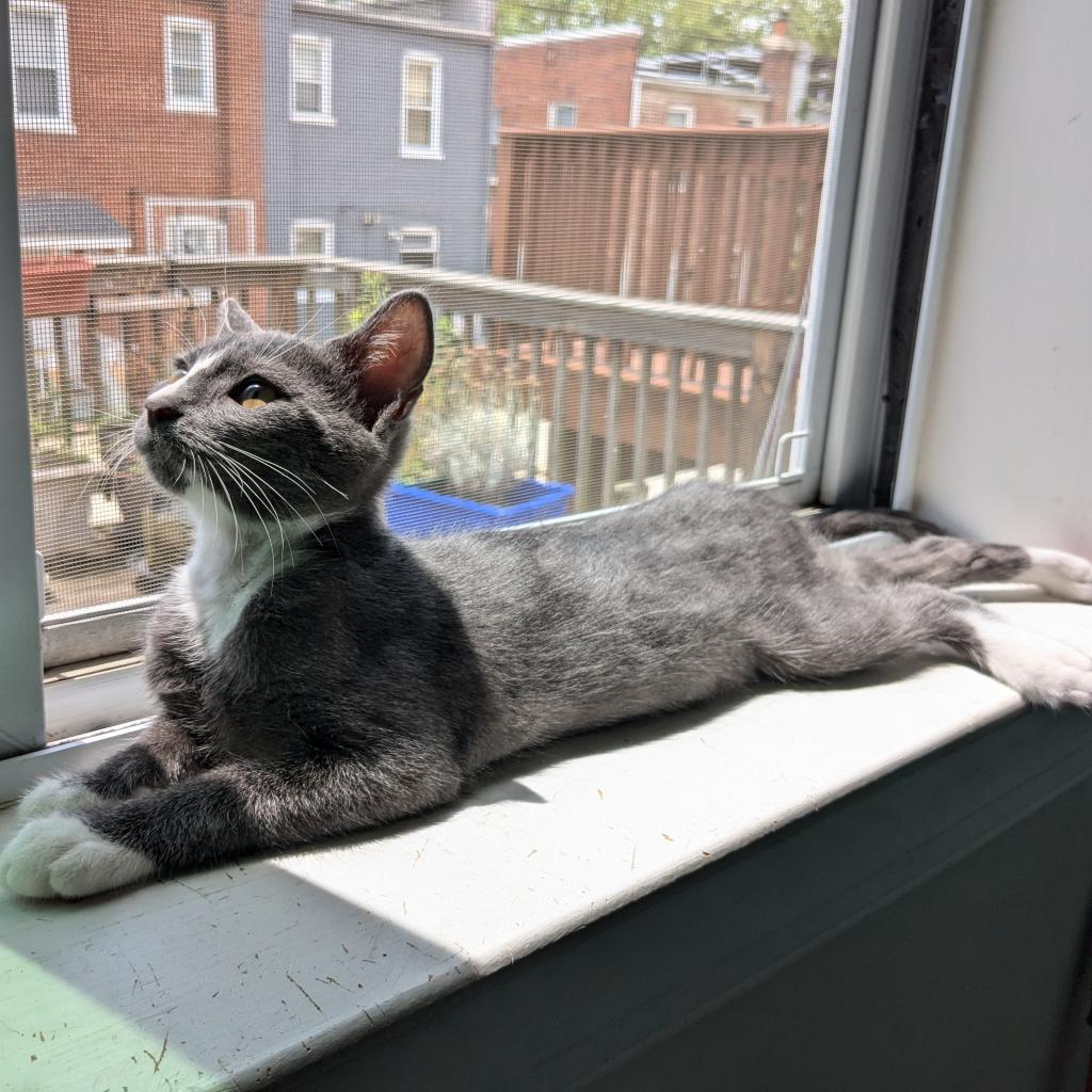 Adopt Cats & Kittens | Chewy.com