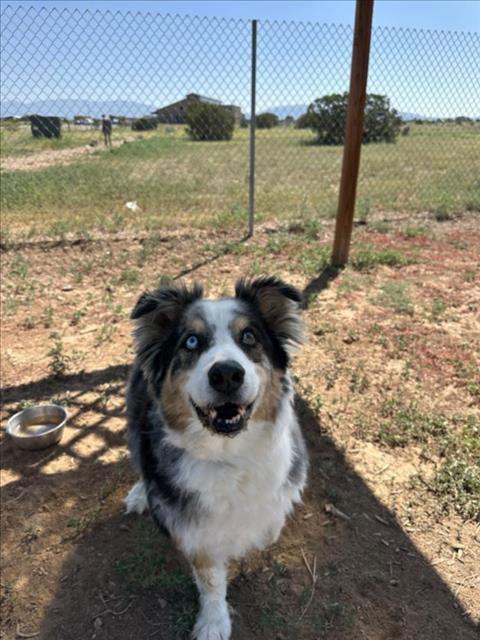 Adoptable Dogs & Puppies in Albuquerque, NM | Chewy.com