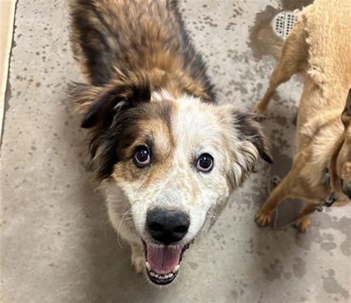 Adoptable Dogs & Puppies in Albuquerque, NM | Chewy.com