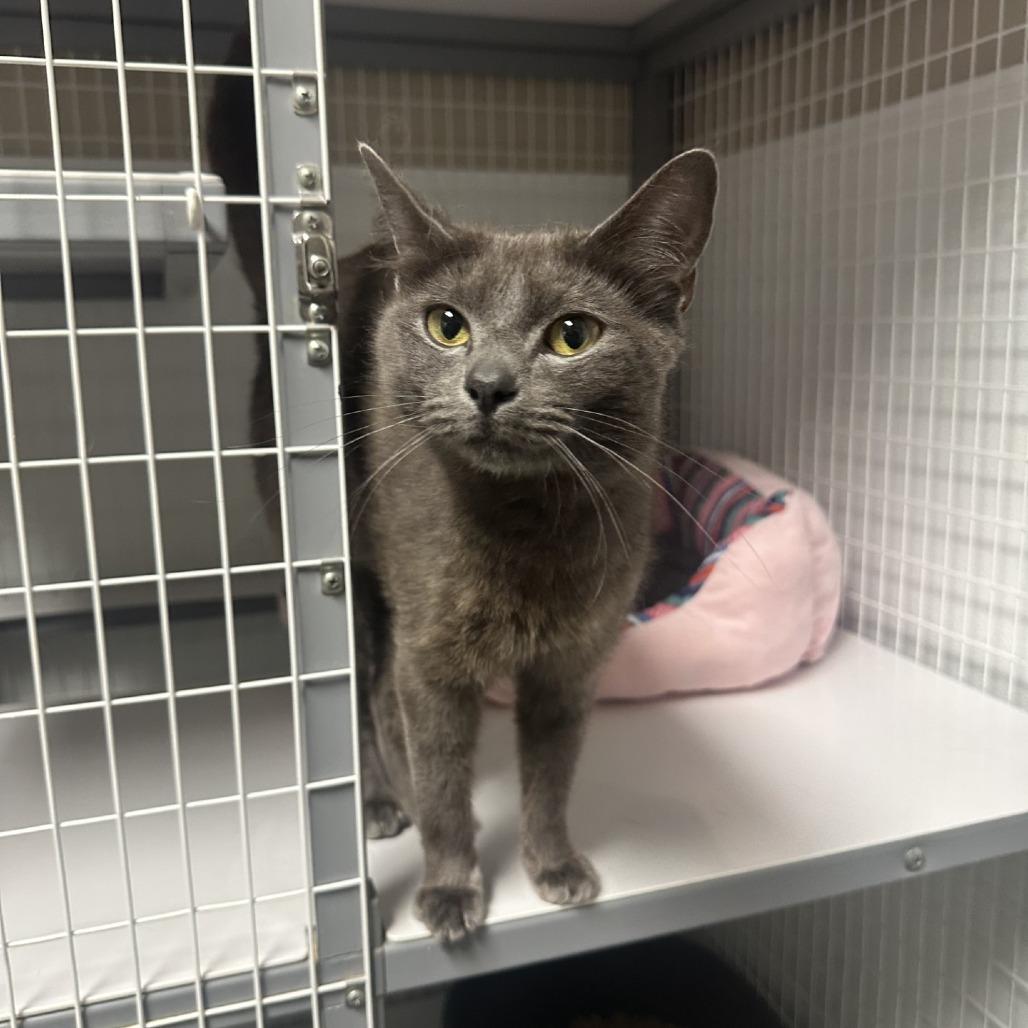 Adoptable Russian Blue Cats | Chewy.com