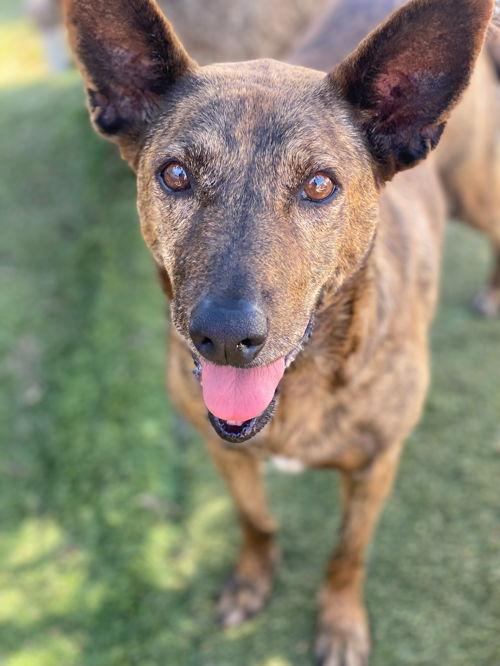 Adoptable Dutch Shepherd Dogs | Chewy.com