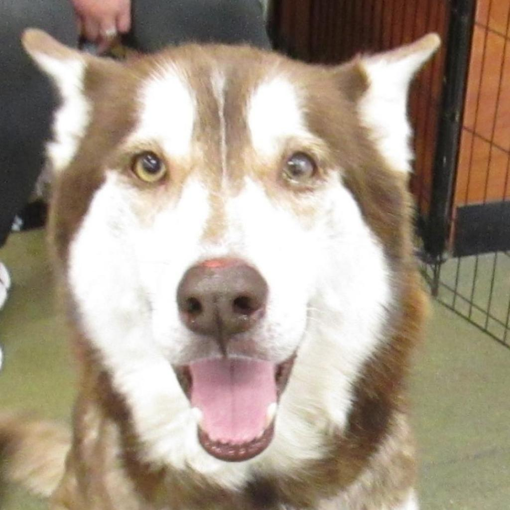 Adoptable Husky Dogs | Chewy.com