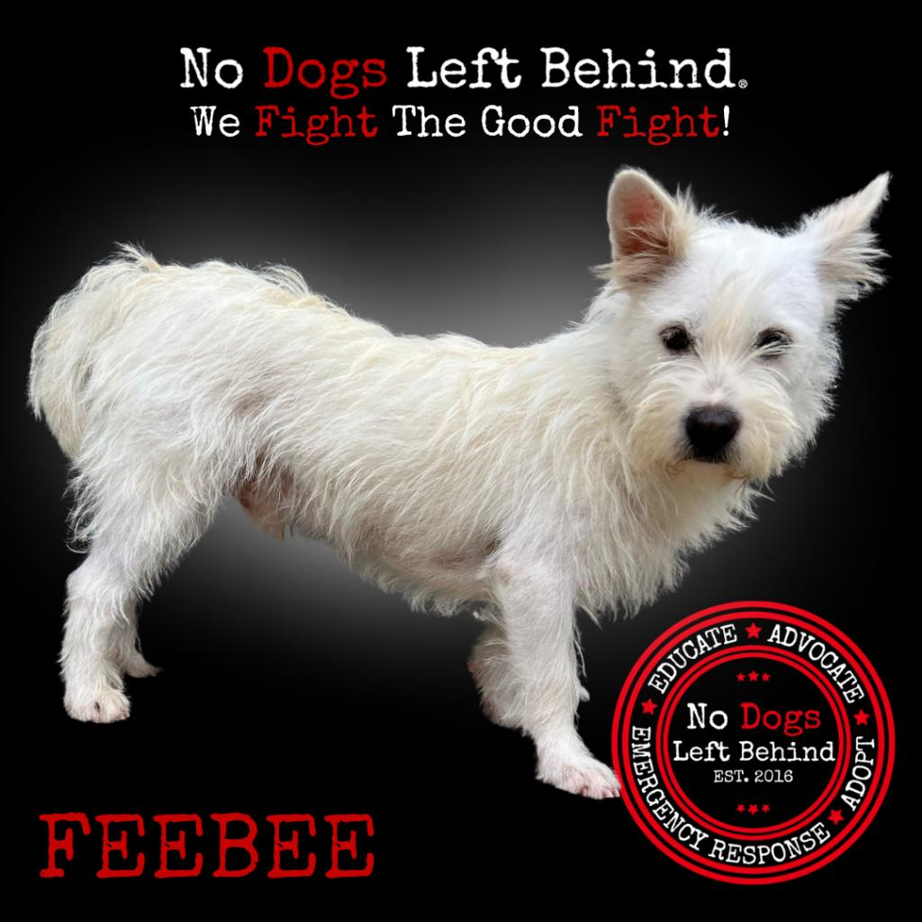 Adoptable Terrier Dogs | Chewy.com