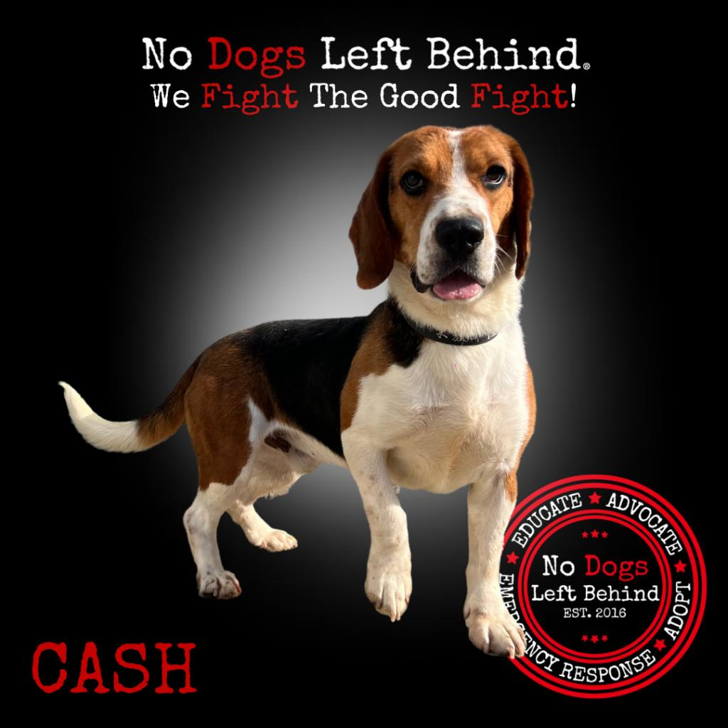 Adoptable Dogs & Puppies in Staten Island, NY | Chewy.com