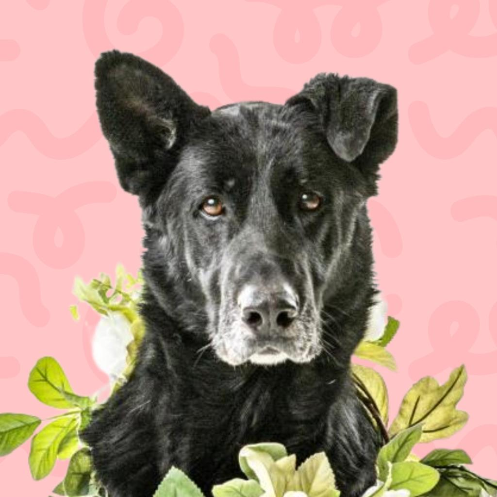 Adoptable Dogs & Puppies in Reno, NV | Chewy.com