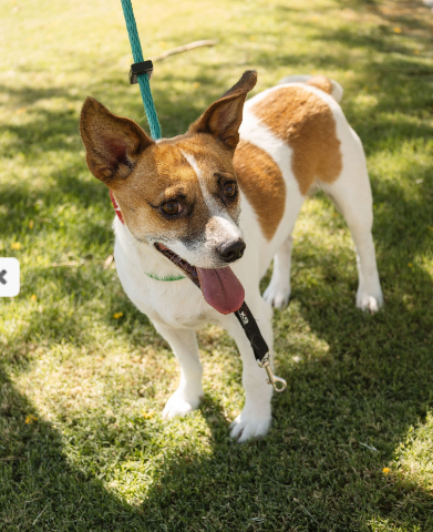Adoptable Corgi Dogs | Chewy.com