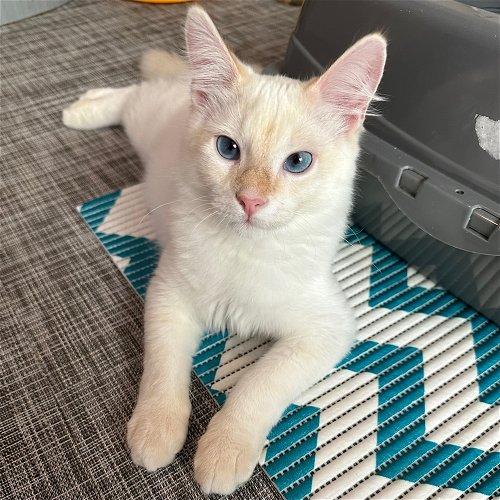 Adoptable Colorpoint Shorthair Cats | Chewy.com