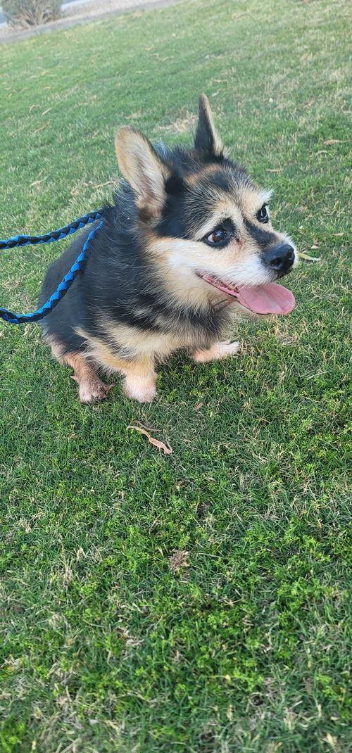 Adoptable Corgi Dogs | Chewy.com