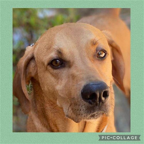 Rhodesian Ridgeback Hound Mix