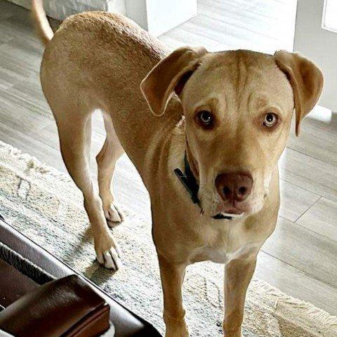 Adoptable Dogs & Puppies in Houston, TX | Chewy.com