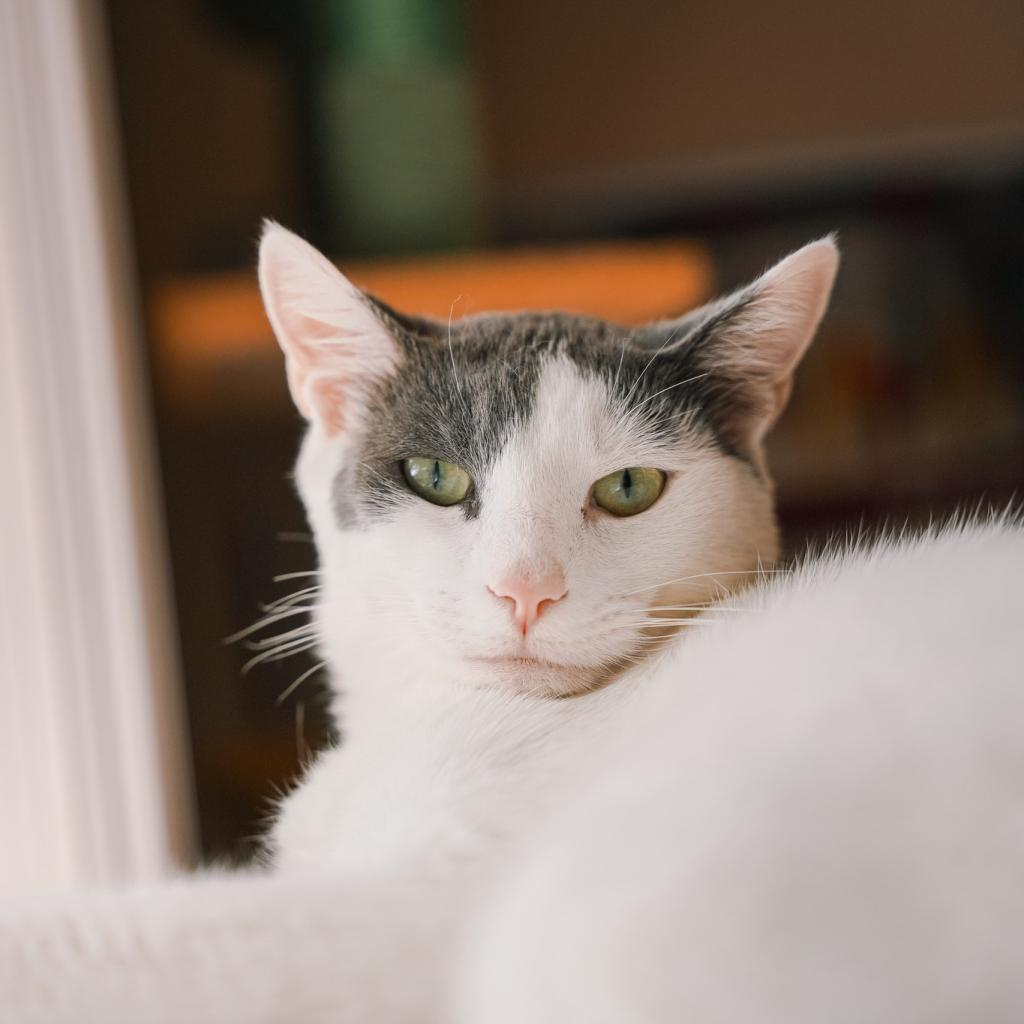 Adopt Cats & Kittens | Chewy.com