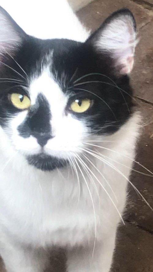 Adoptable Cats & Kittens in Tucson, AZ | Chewy.com