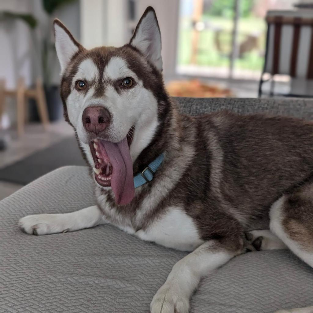 Adoptable Husky Dogs | Chewy.com