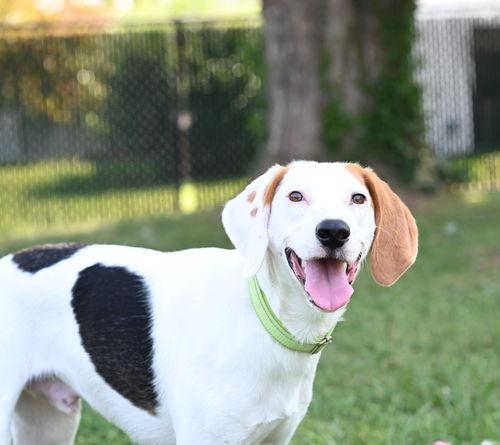 Adoptable Treeing Walker Coonhound Dogs | Chewy.com