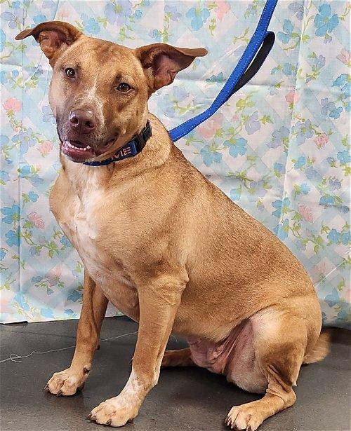 Red Heeler Pitbull Mix Traits