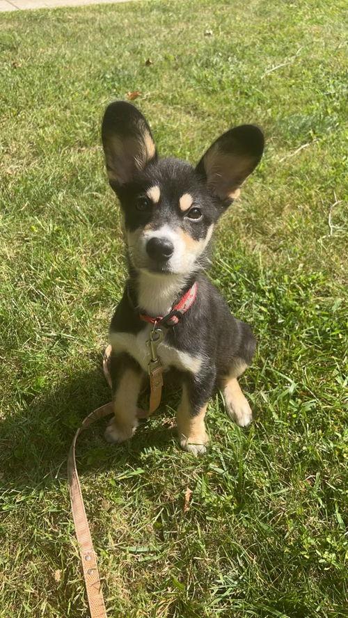 Adoptable Corgi Dogs | Chewy.com