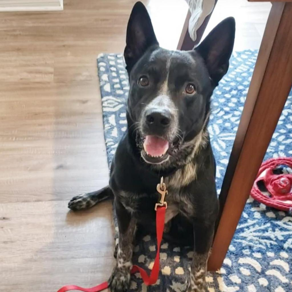 Adoptable Blue Heeler Dogs | Chewy.com