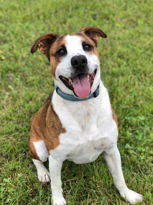 Adoptable Dogs & Puppies in Dubuque, IA | Chewy.com