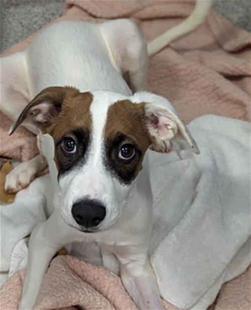 Adoptable Queensland Heeler Dogs | Chewy.com