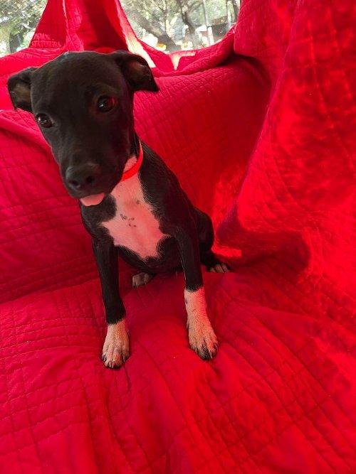 Adoptable Blue Lacy Dogs | Chewy.com