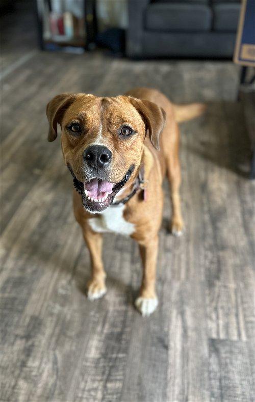 Beagle Boxer Lab Mix