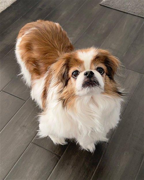 Shih Tzu Japanese Chin Mix