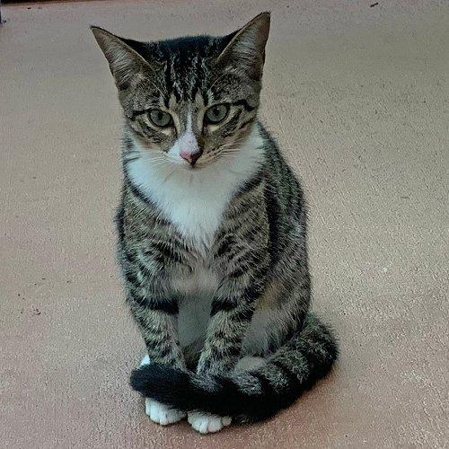 Adoptable Cats & Kittens in Augusta, GA | Chewy.com