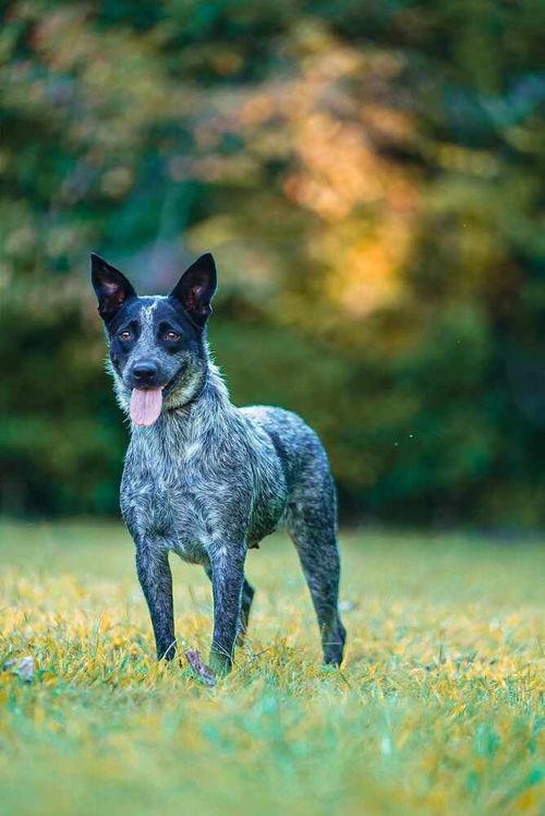 Adoptable Blue Heeler Dogs | Chewy.com