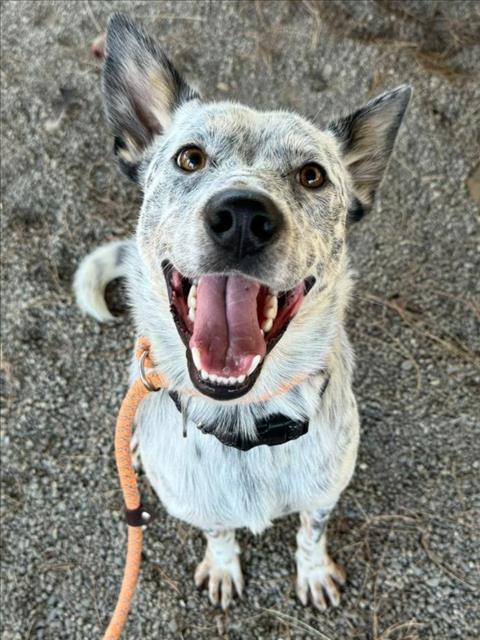 Adoptable Queensland Heeler Dogs | Chewy.com