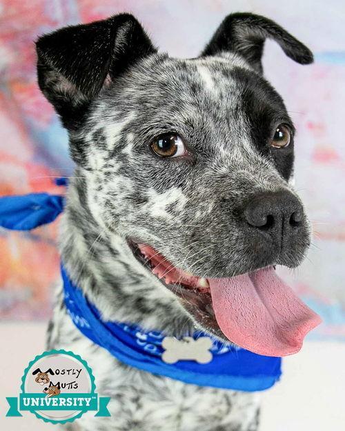 Adoptable Blue Heeler Dogs | Chewy.com