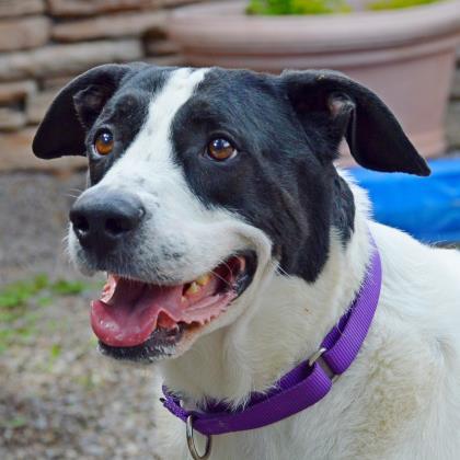 Adoptable Dogs & Puppies in Rochester, NY | Chewy.com