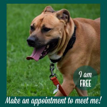 Adoptable Dogs & Puppies in Rochester, NY | Chewy.com