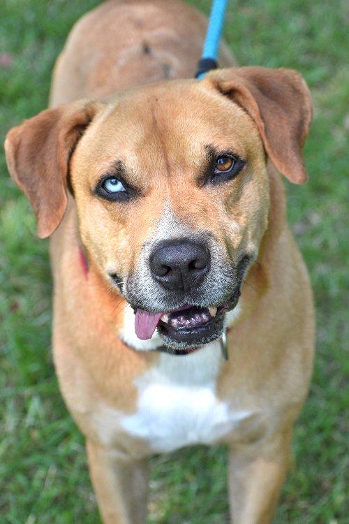 Are Rhodesian Ridgeback Aggressive