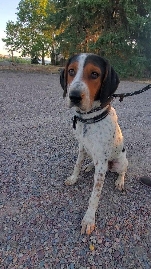 Adoptable Dogs & Puppies in Spokane, WA | Chewy.com